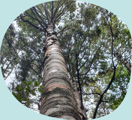 Welcome | Pakiri School