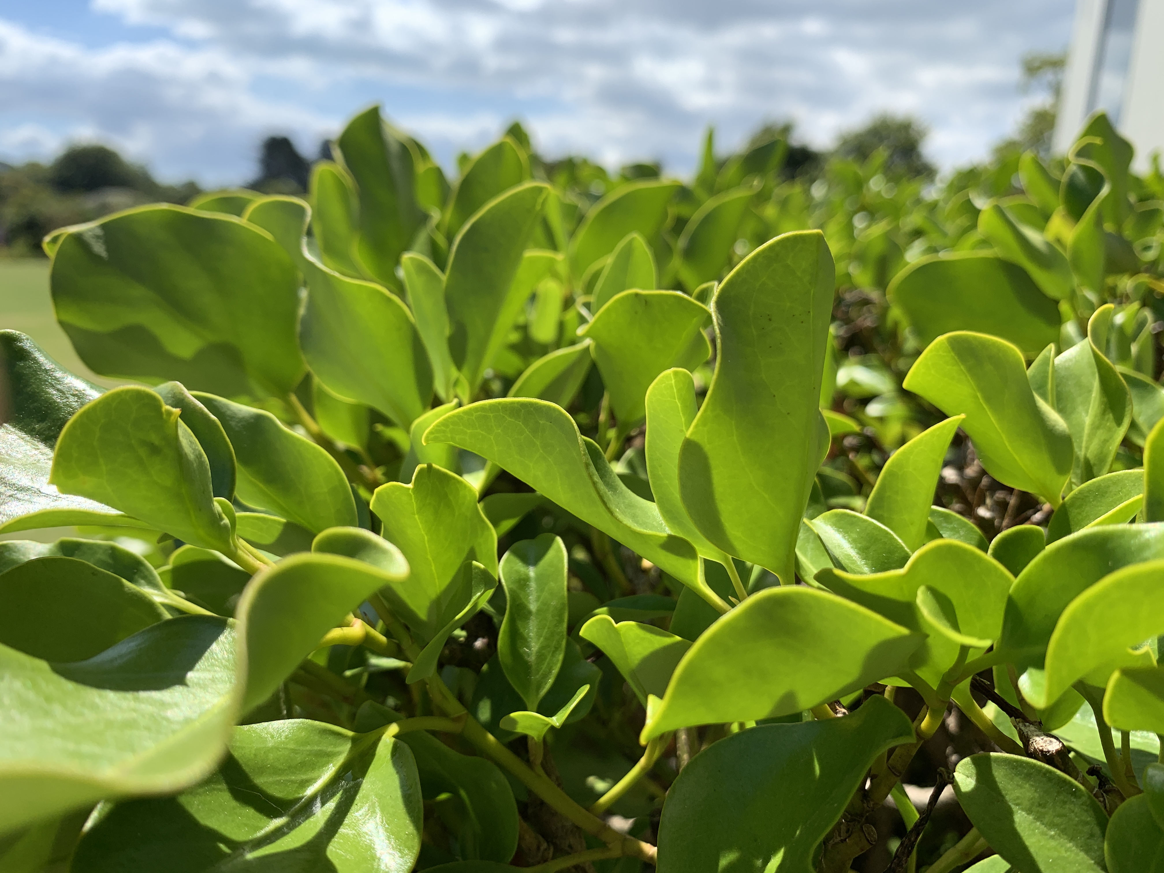 MOE - National Education and Learning Priorities (NELP) | Epsom Normal ...