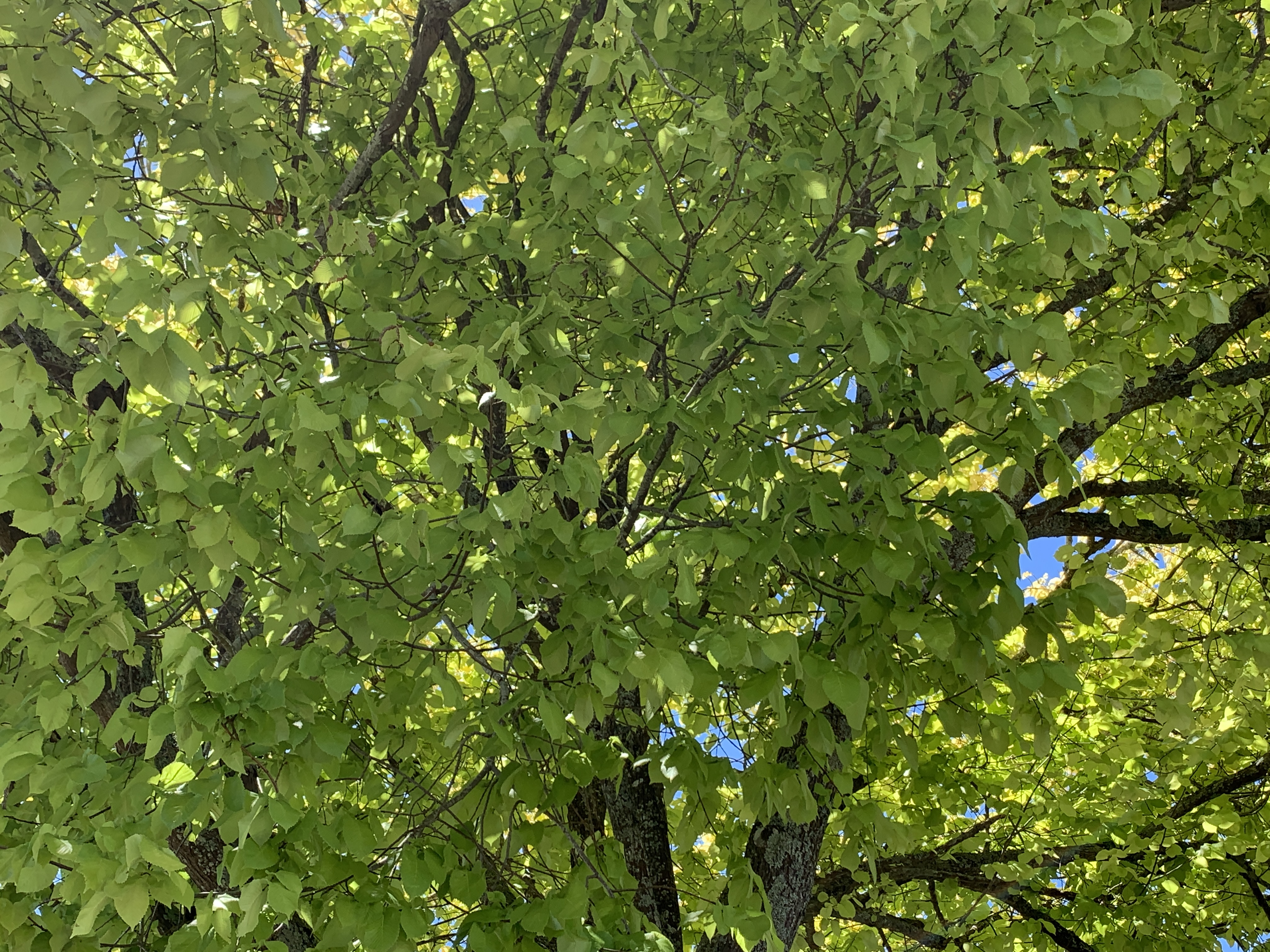 MOE - National Education and Learning Priorities (NELP) | Epsom Normal ...