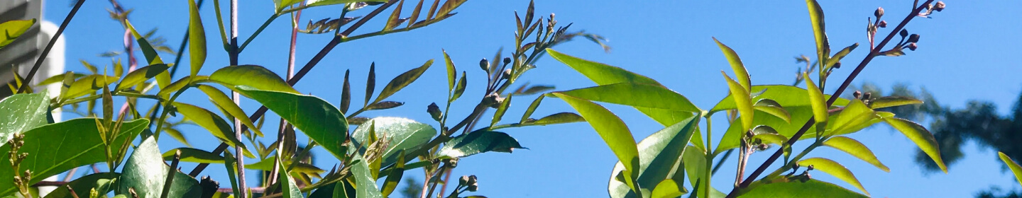 MOE - National Education and Learning Priorities (NELP) | Epsom Normal ...